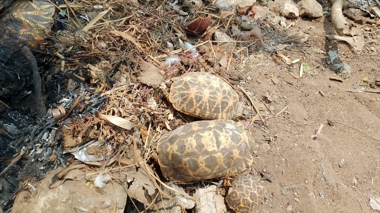 Unique star tortoises perish in a fire at a temple in Andhra Pradesh ...